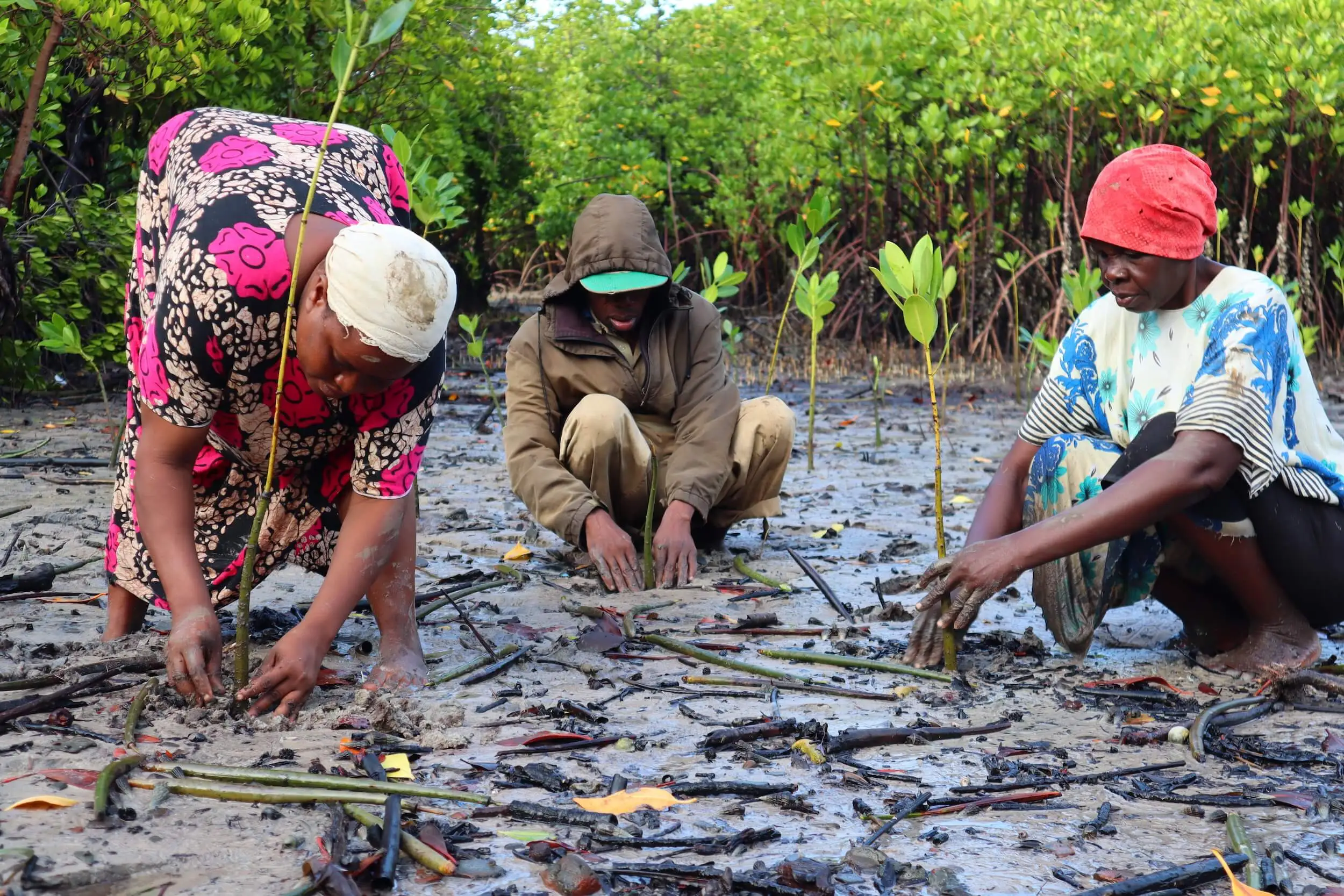 COMRED | Mangrove Restoration