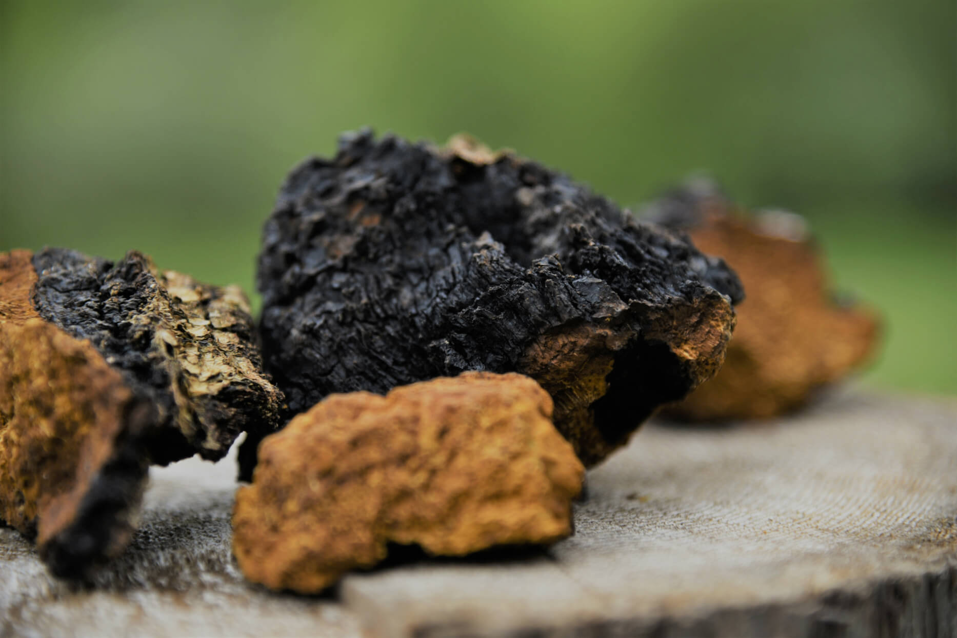 Chaga 101: An Introduction to the Powerful Birch Mushroom and its ...
