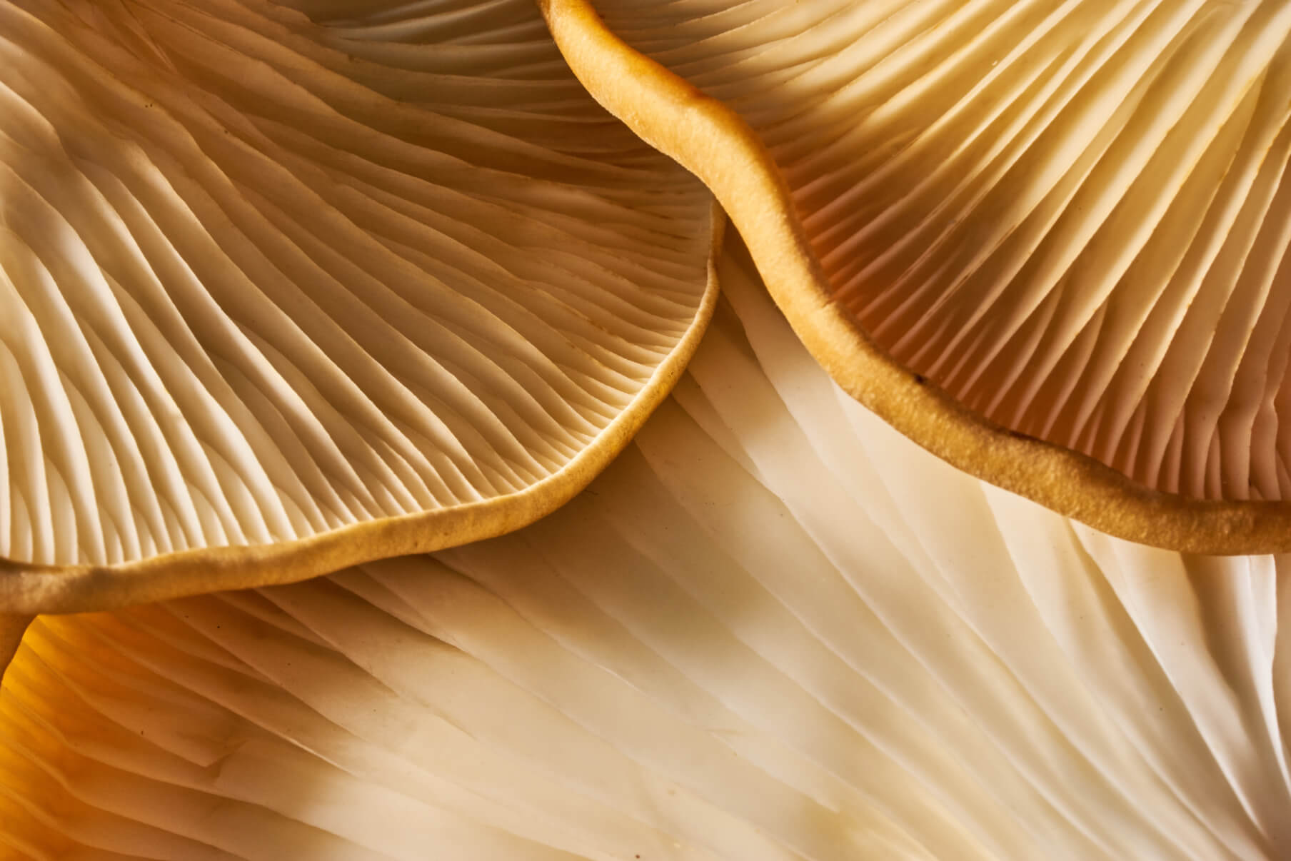 Maitake Ontmaskerd: Duik in de Wereld van deze Bijzondere Paddenstoel ...