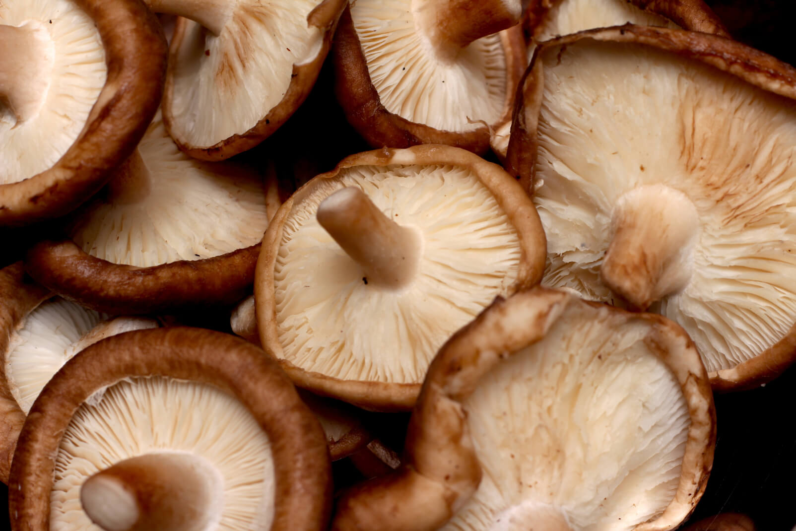 Shiitake Mushrooms: More than Just Food, a Source of Health and Well ...