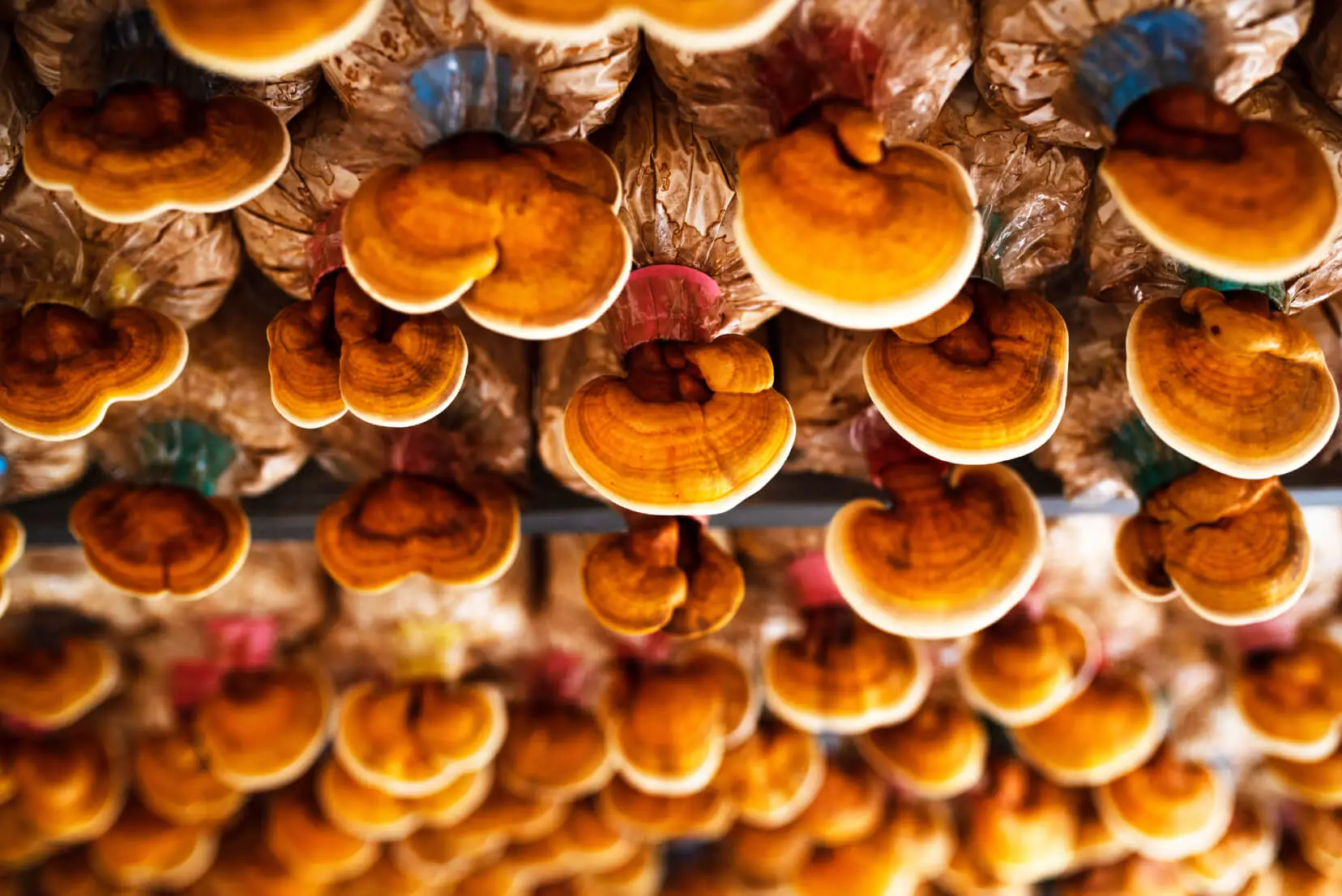 Reishi: Your Natural Partner for Better Sleep and Less Stress | Mystic ...