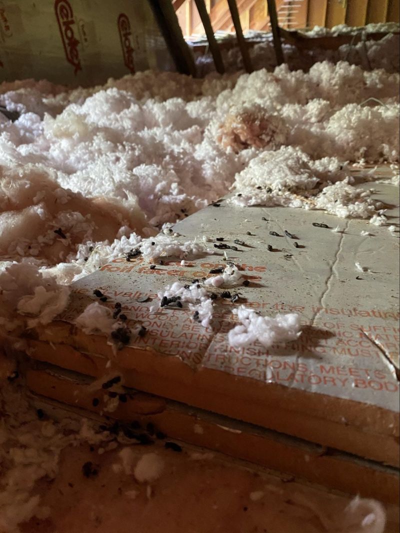 Rodent Removal From Attic Guide | Green Attic Insulation