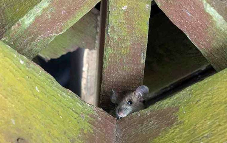 Rodent Removal From Attic Guide | Green Attic Insulation