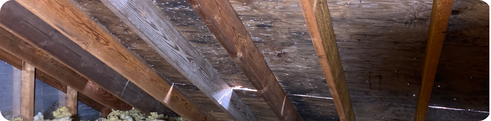 Understanding Attic Mold: A Green Attic Insulation Guide