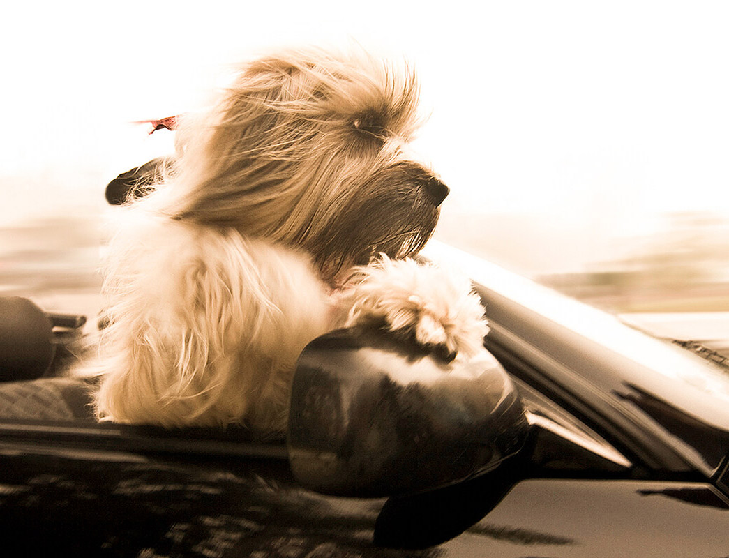 Corporate Headshots | Dana Greene Photography