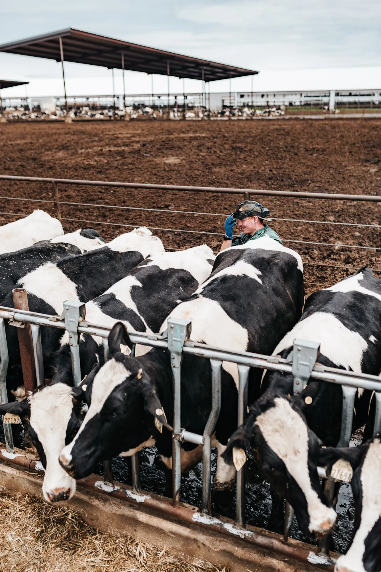 Reproductive Services For Dairy Farms