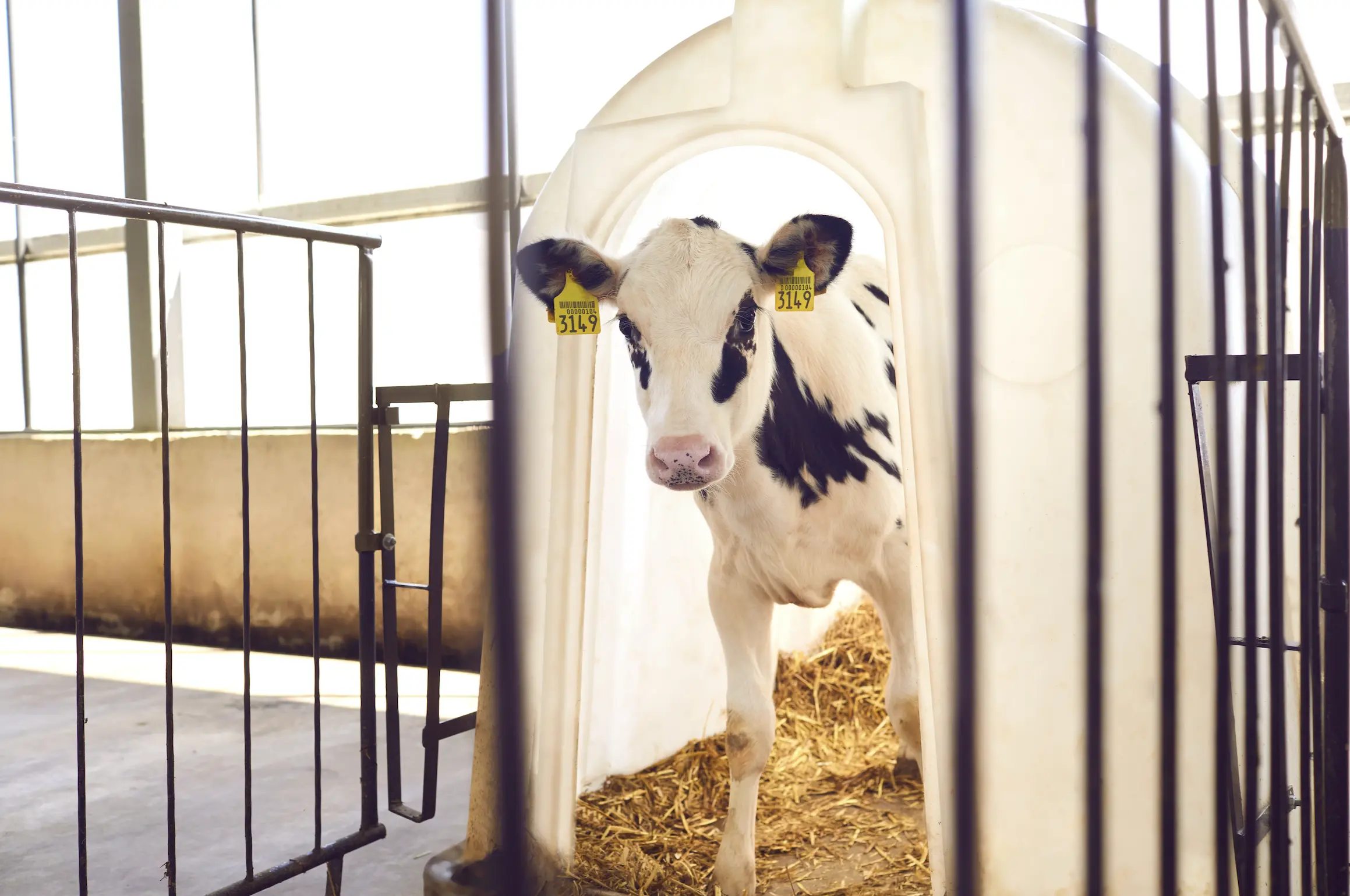 Starting Calves Off Right, Part 3: Dehorning, Vaccination, and Navel ...