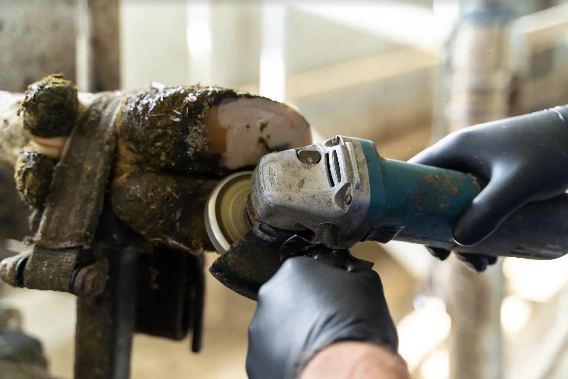 Hoof Trimming | The Dairy Authority