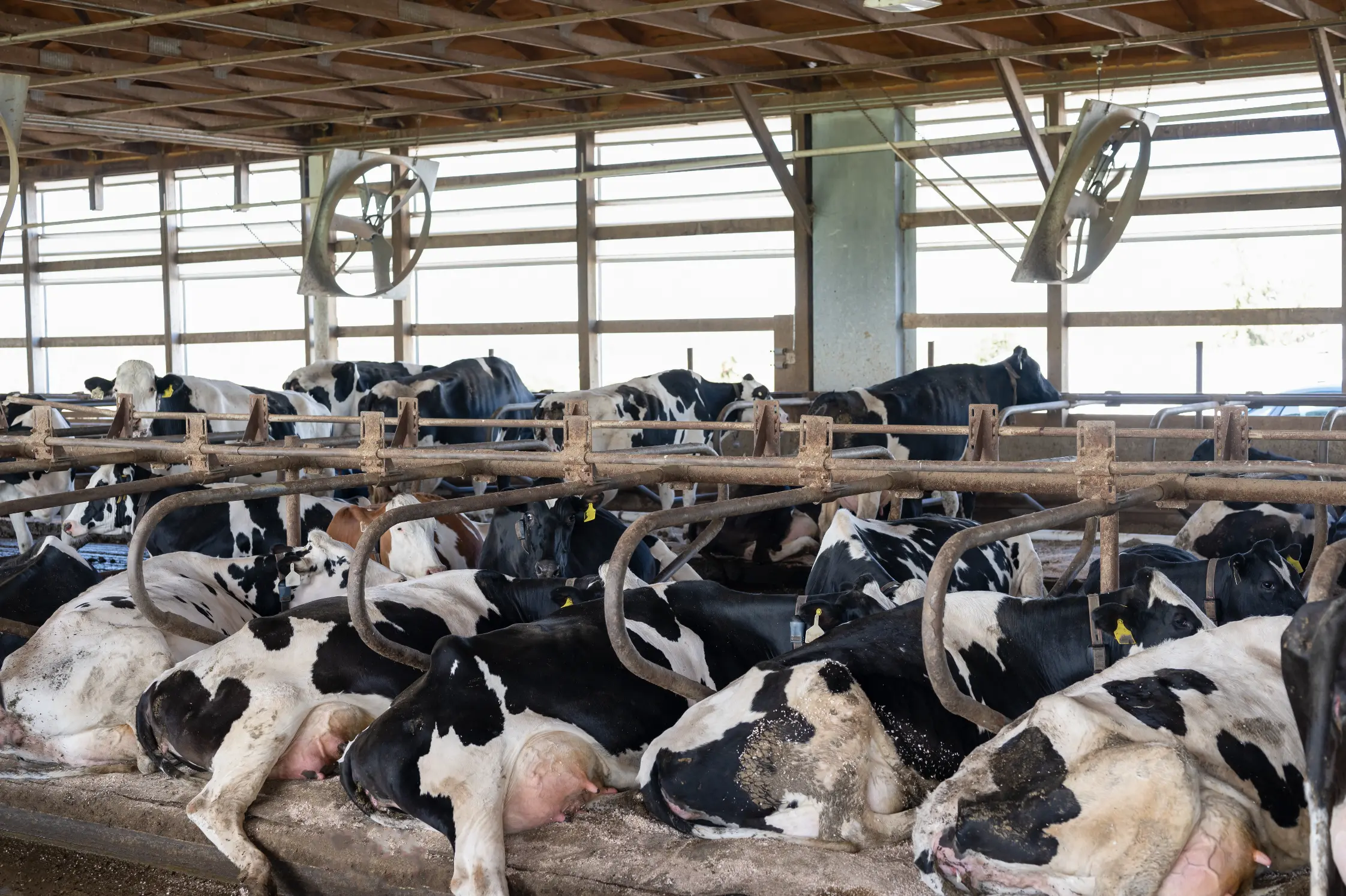 How to Help Cows Rest, Eat, and Milk More During Heat Stress | The ...