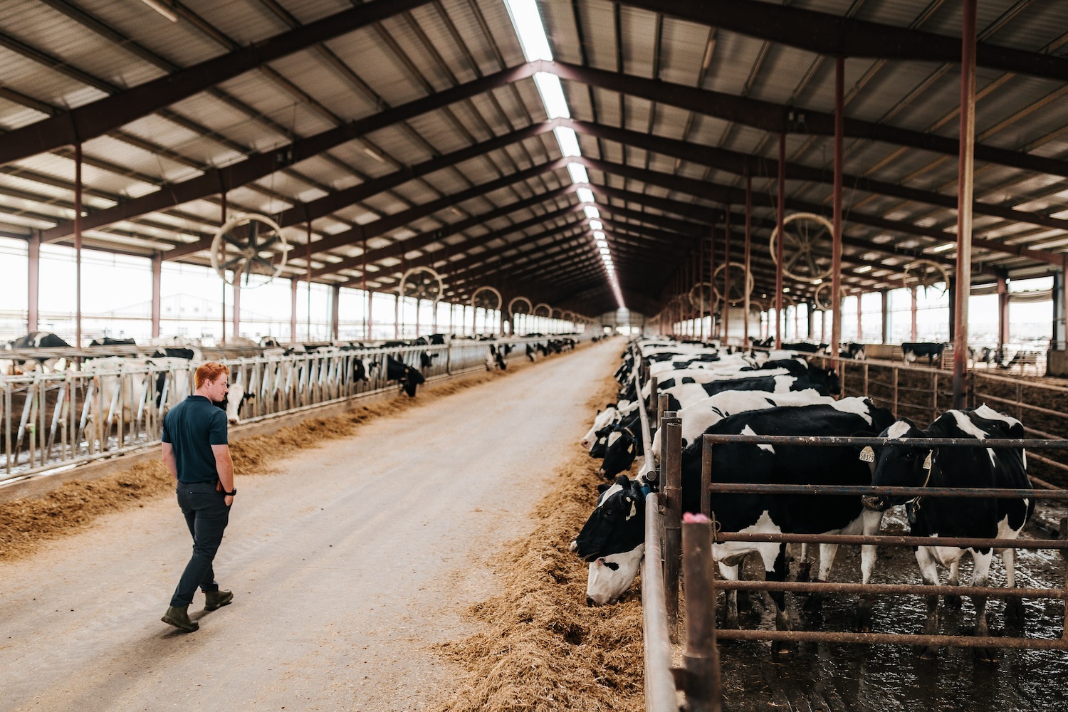 What is the Best FA Ratio for Mid-Lactation Cows? | The Dairy Authority