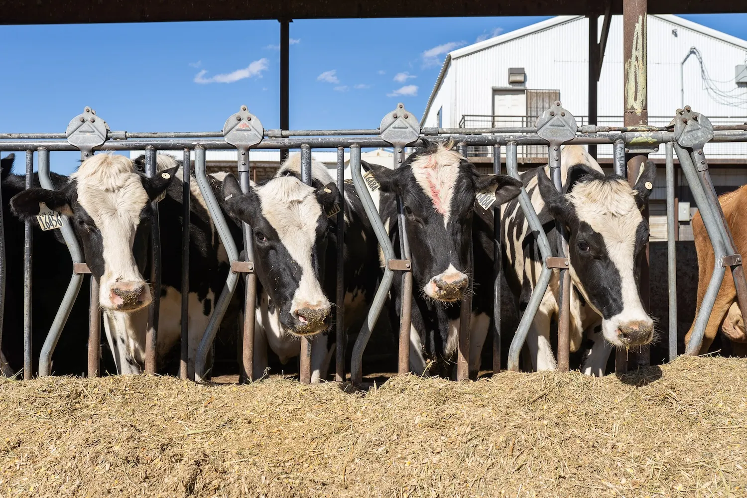 Why Adjust Fatty Acid Ratios in Cows’ Diets | The Dairy Authority