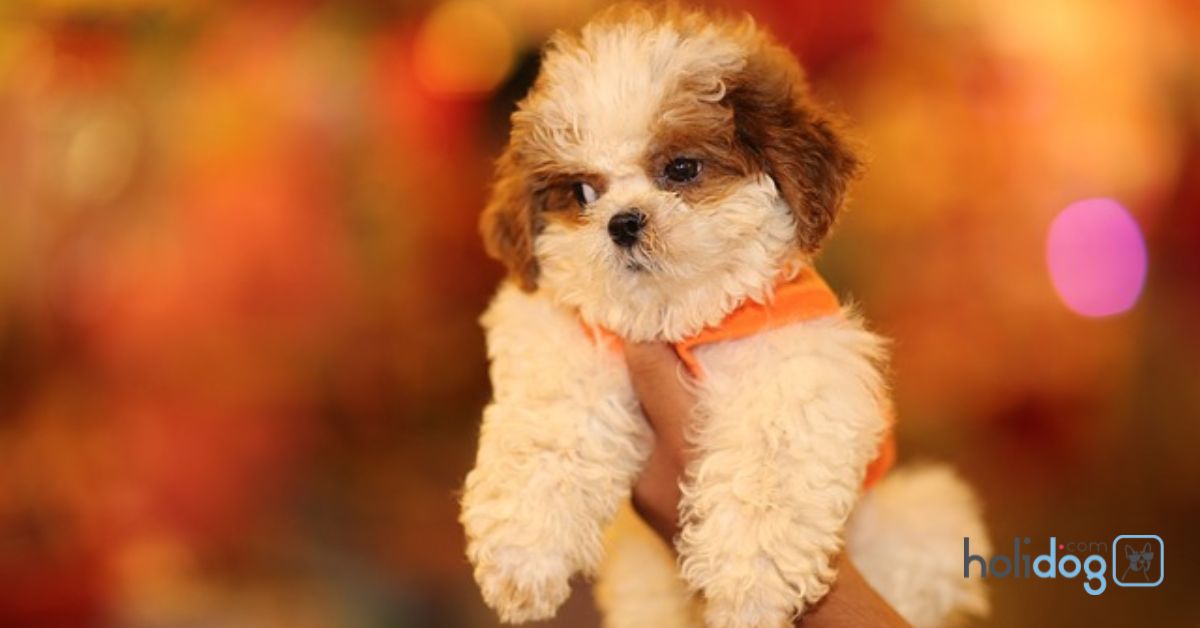 Petit chien : Guide sur les Chiens de Petite Taille | Holidog