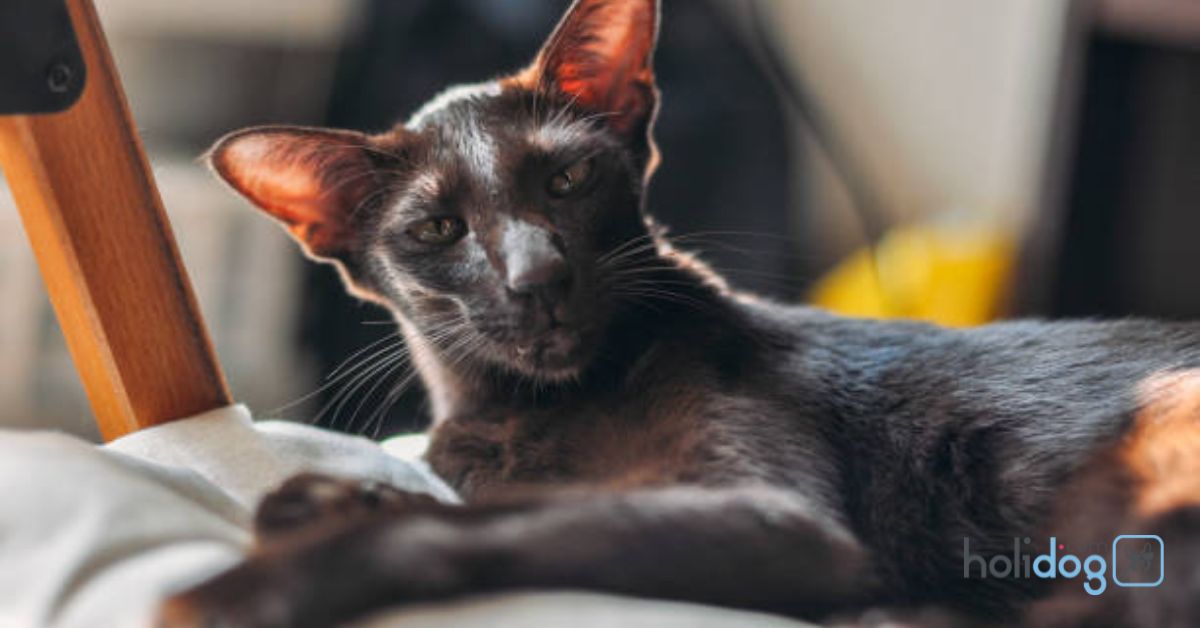 Chat MANDARIN ⇒ Physique, Caractère, Éducation, Maladies...