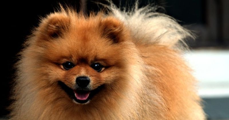 Petit chien mignon : Top 10 des chiens mignons | Holidog