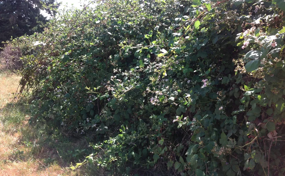 Full service black berry removal