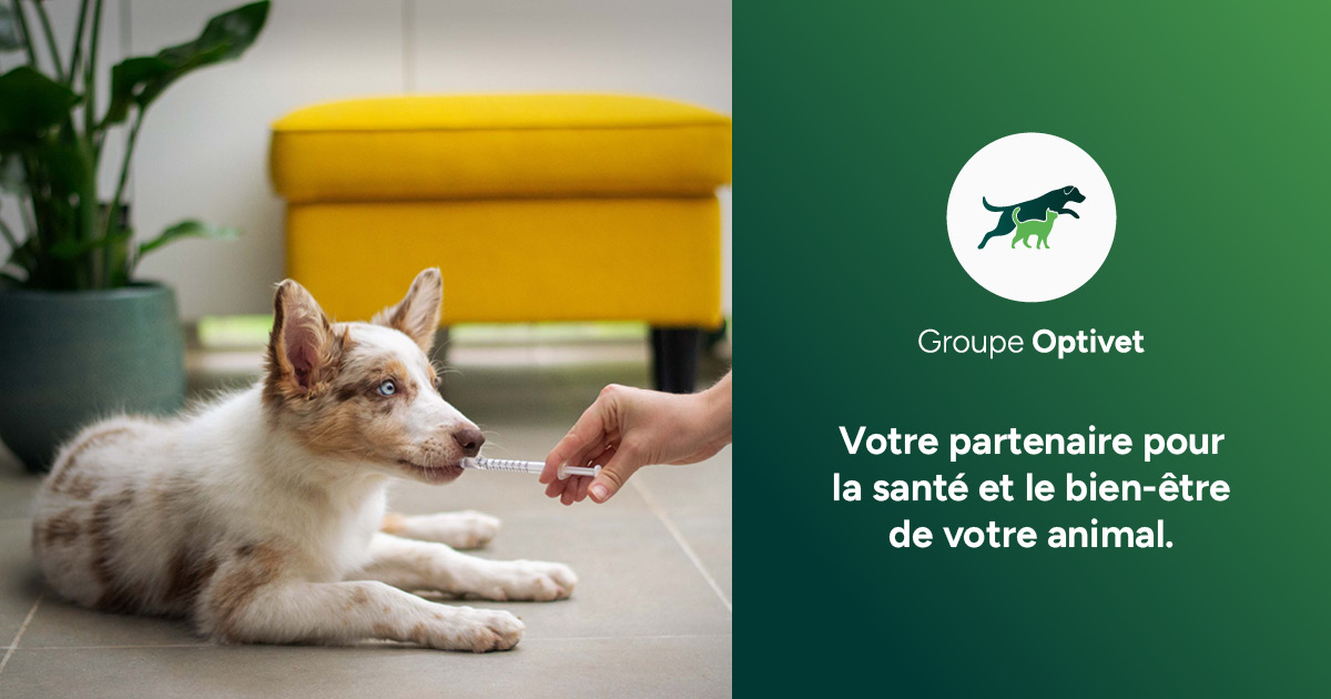 Bienvenue — Groupe Optivet