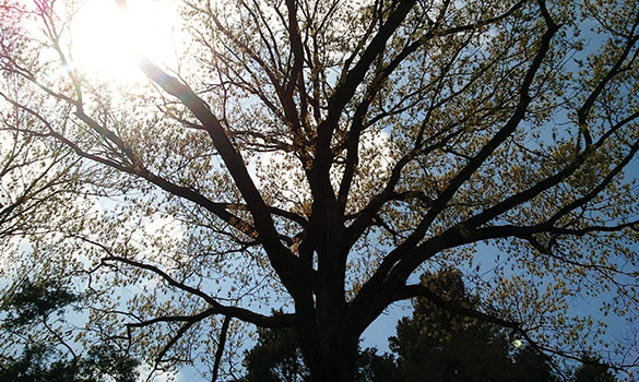 Canopy Elevation & Thinning | Dad’s Tree Service