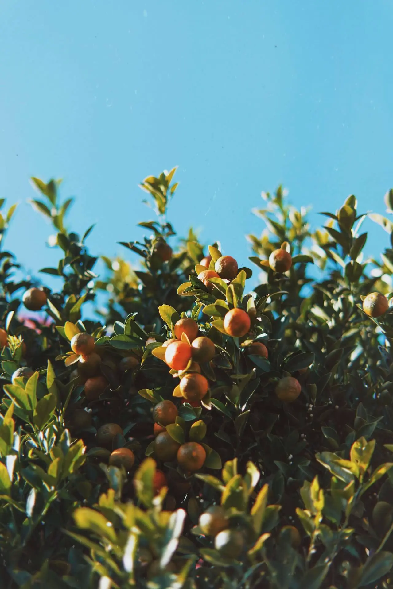 SOWIT AI Use Case: How One Idea is Revamping The Future of Farming by ...