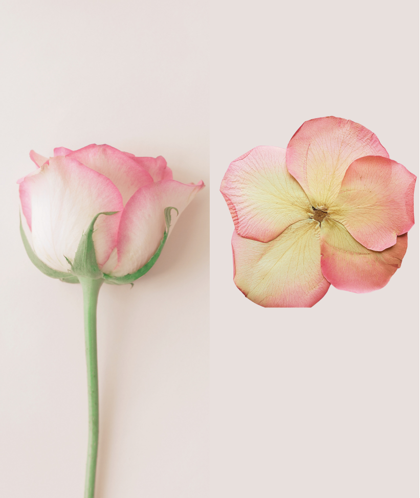 Pressed Bouquet | Bridal Flower Preservation