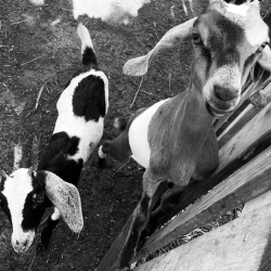 TUCKER’S FARM | Holding Company