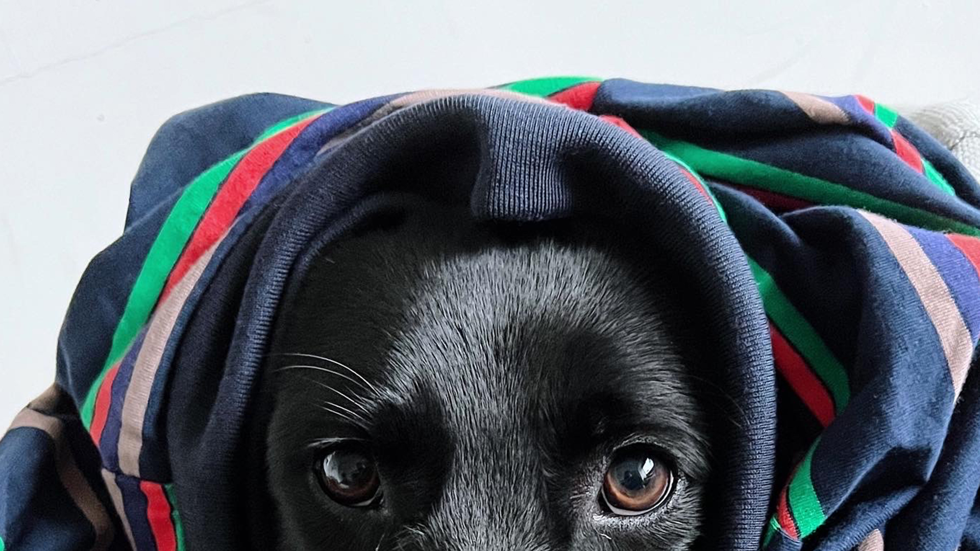 Enya Yang ｜ UX/UI Designer