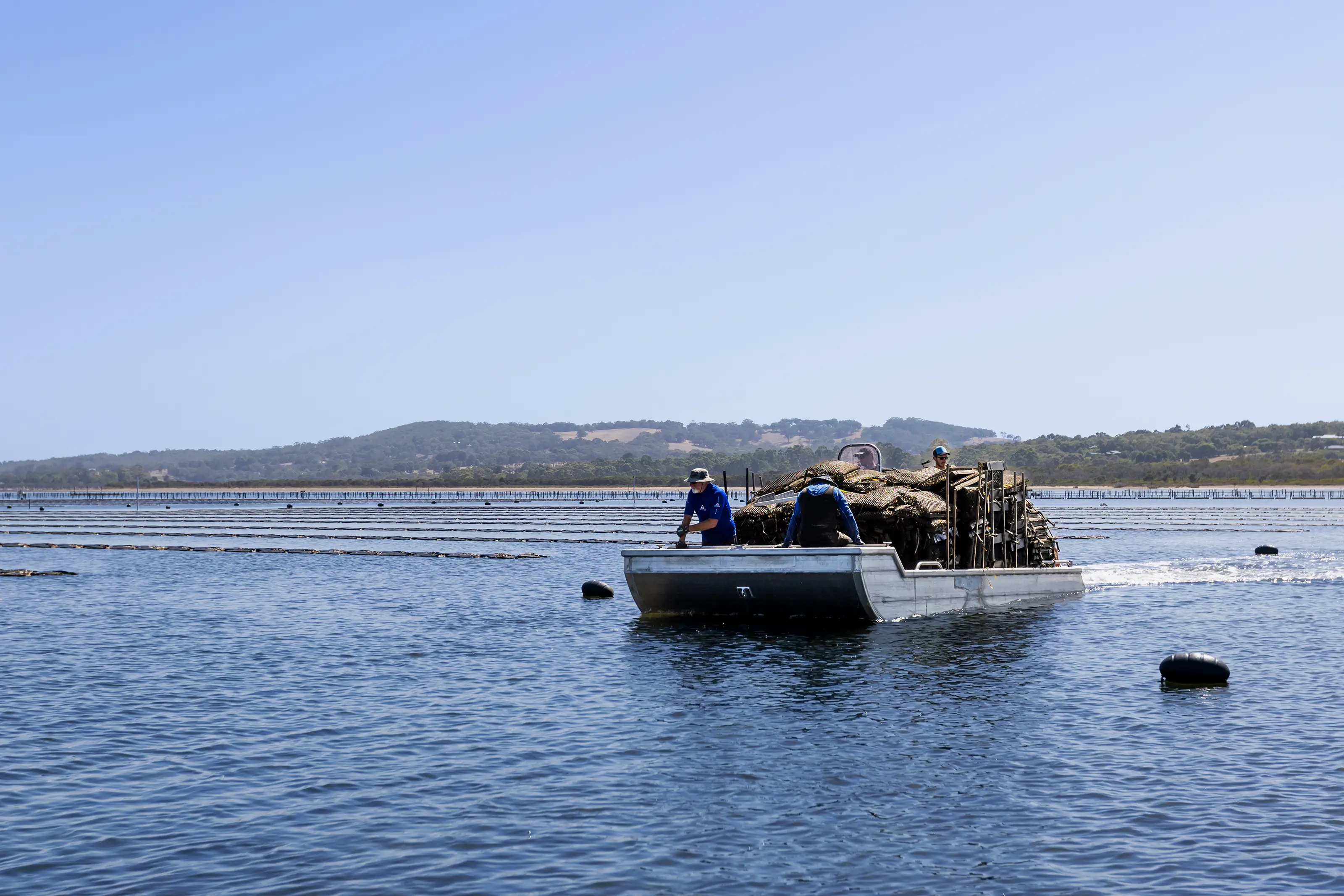 Rock Oysters from Albany, Perth, Western Australia | Leeuwin Coast