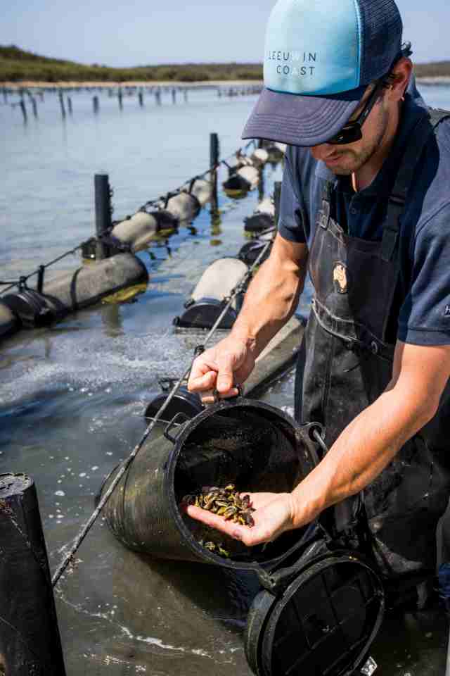 Albany Rock Oysters & Akoya | Leeuwin Coast