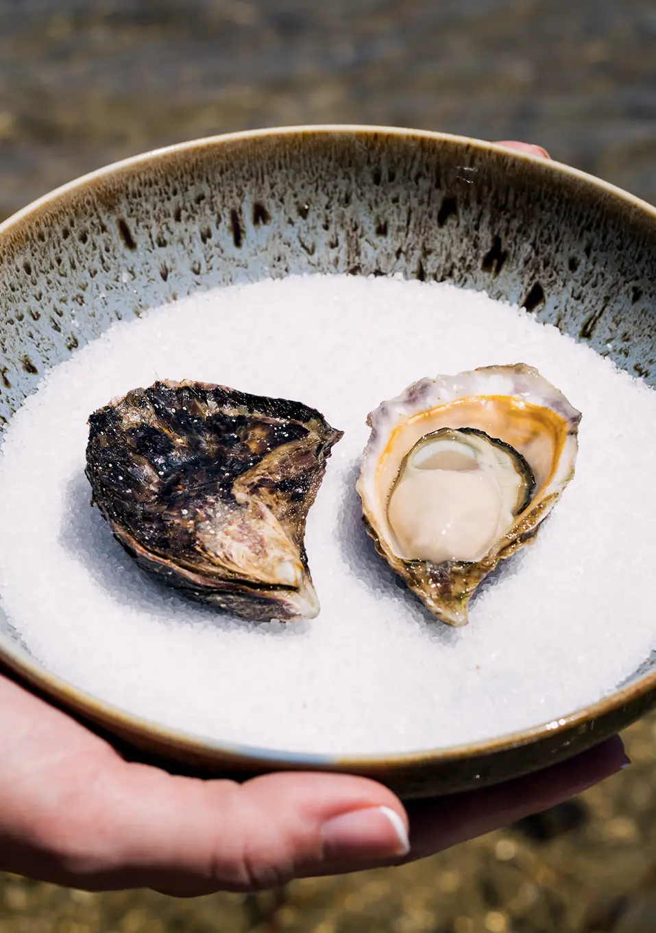 Rock Oysters from Albany, Perth, Western Australia | Leeuwin Coast