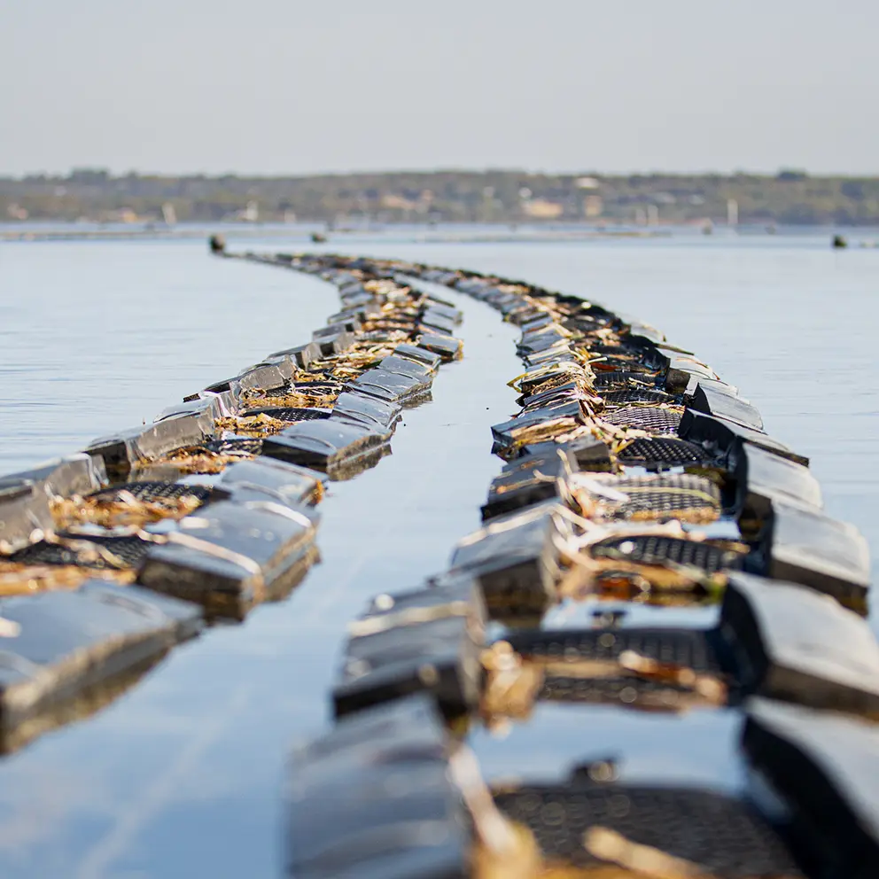 Rock Oysters from Albany, Perth, Western Australia | Leeuwin Coast