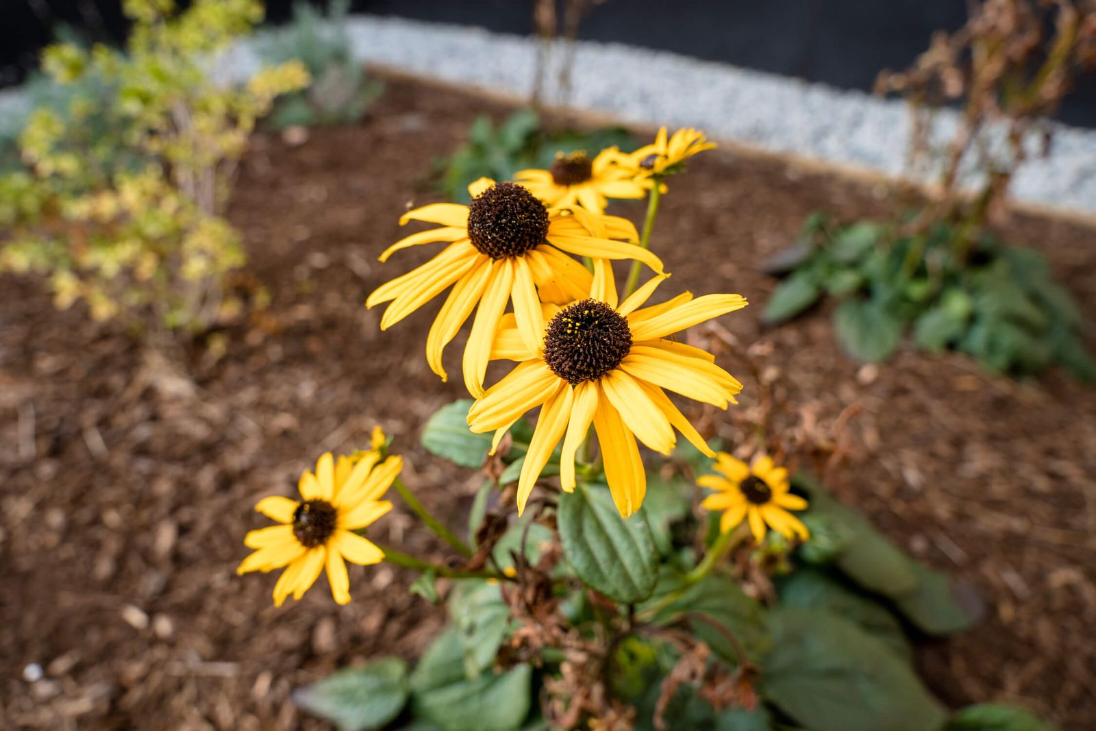 Aster Place — Community Builders