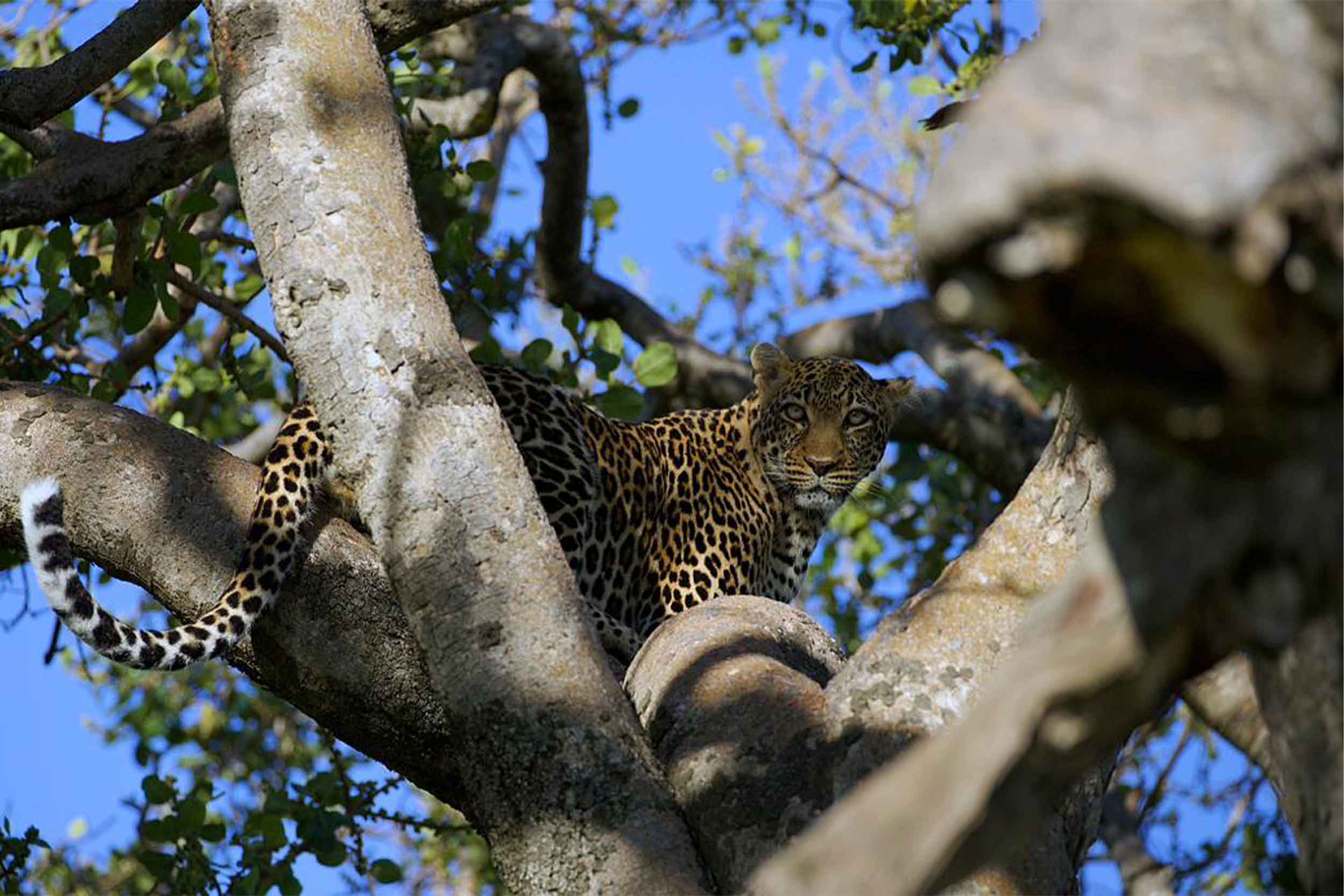 Spots before your eyes