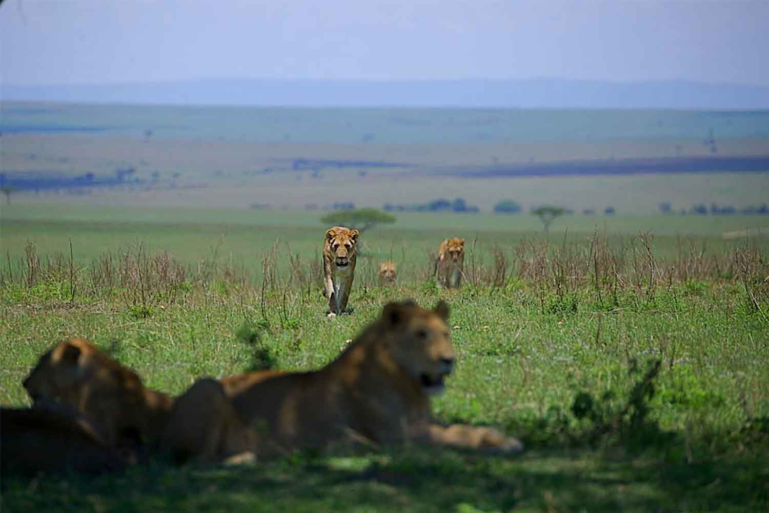 The lions of the Serengeti