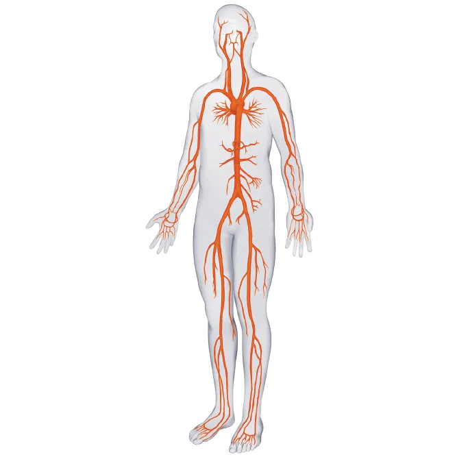 Vascular Surgery Resource Hub: Techniques & Patient Care | Medistim