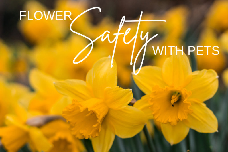 Pet Safety with Spring Flowers