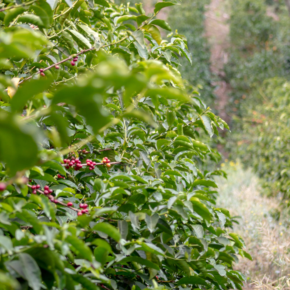 Wholesale Arabica Coffee Kenya