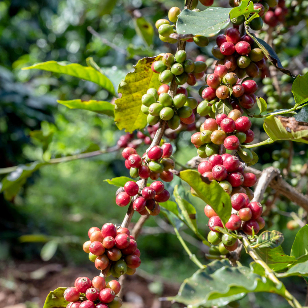 Wholesale Robusta Coffee Tanzania