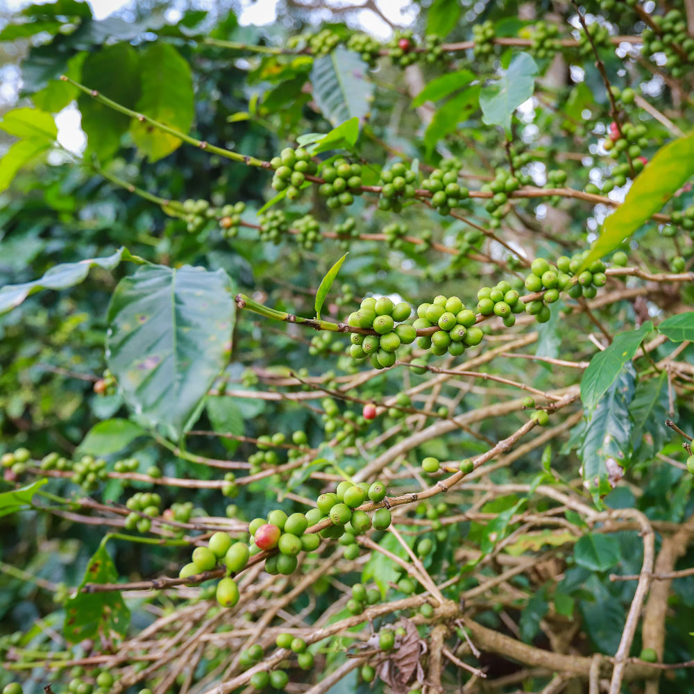 Wholesale Arabica Coffee Ethiopia