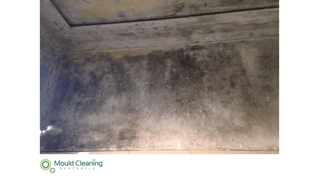 Mould Resources - Mould Cleaning Australia Blog
