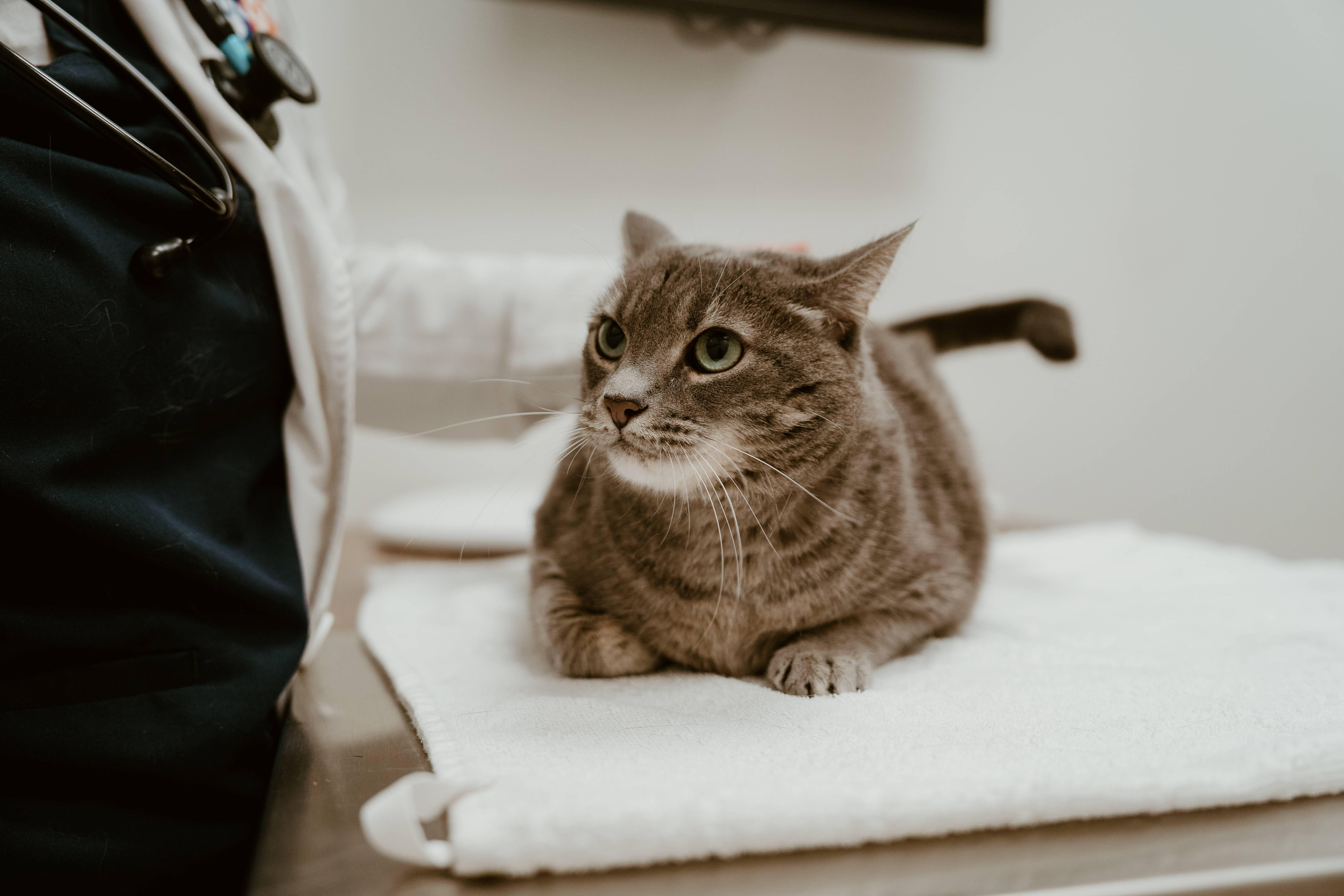 Proper Cat Etiquette and Setting your Kitties Up for Success