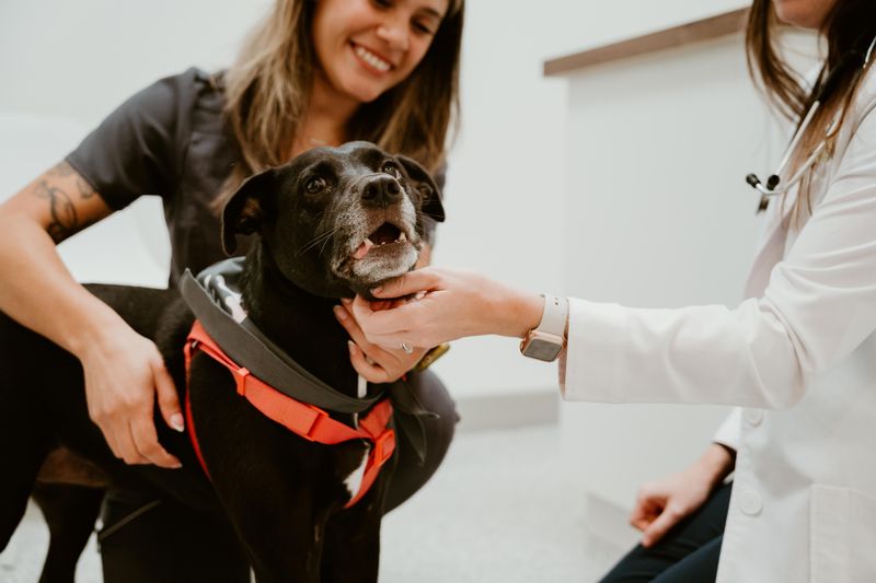 Understanding Librela Injections for Dogs: A Comprehensive Guide