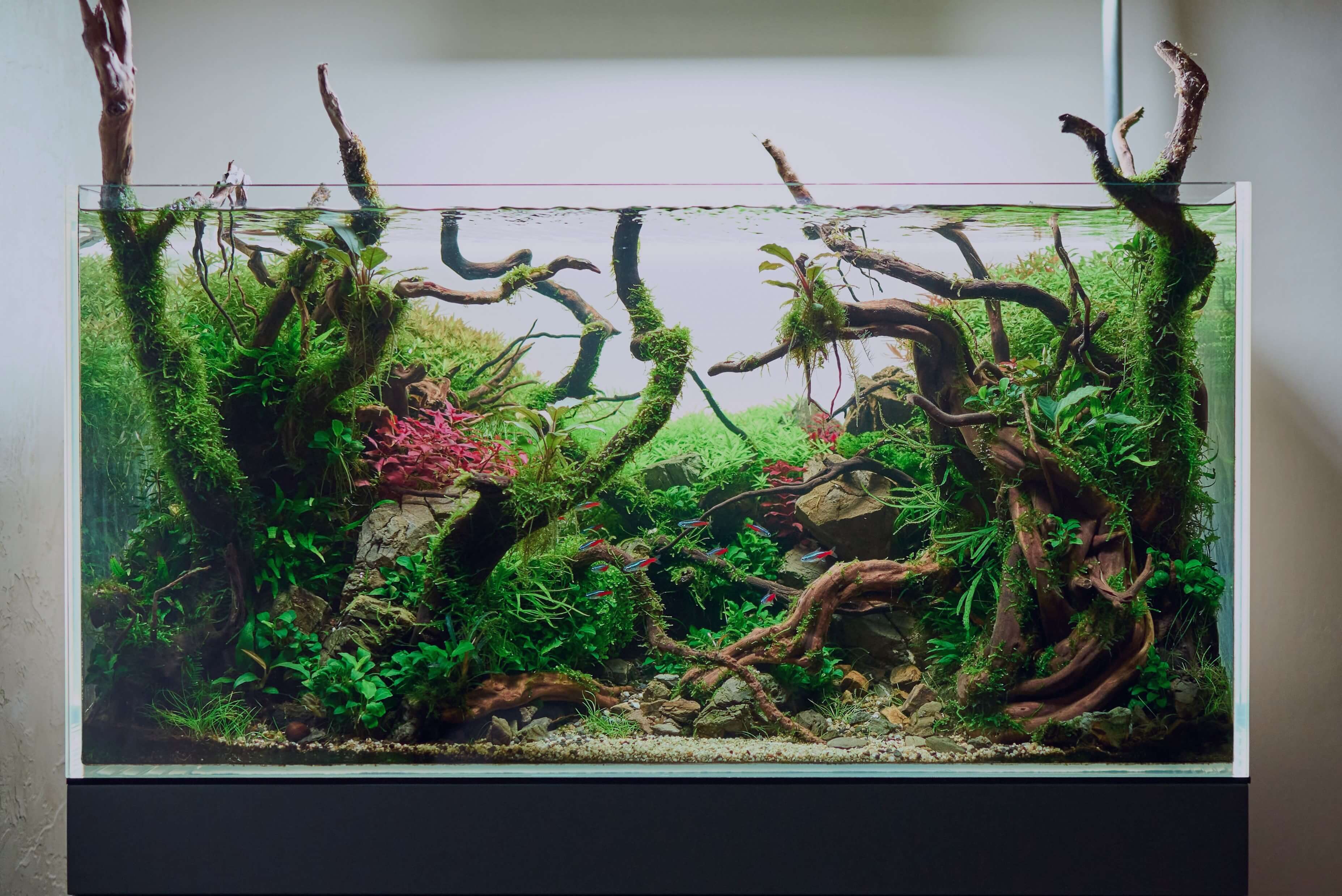 Math'Aqua - Le Spécialiste des Aquariums à Poitiers | Création et ...