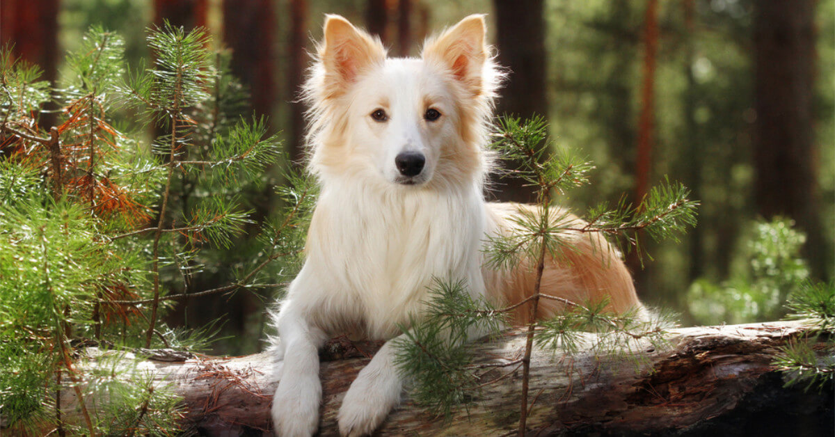 How do Dog Clubs use Custom Pins? | PinProsPlus
