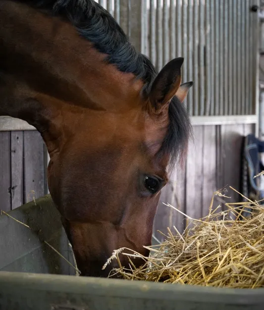 Einstallung | Karen von Schoening