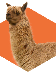 Anomalo | Complete Data Quality Platform - Careers