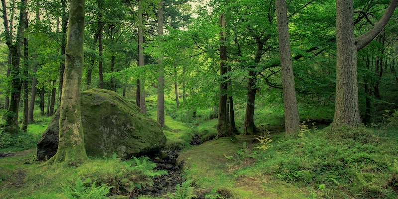 A guide to green funerals in Australia. - Bare