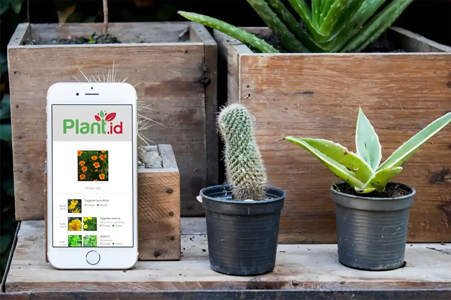 Use Plant.Id Demo As An App
