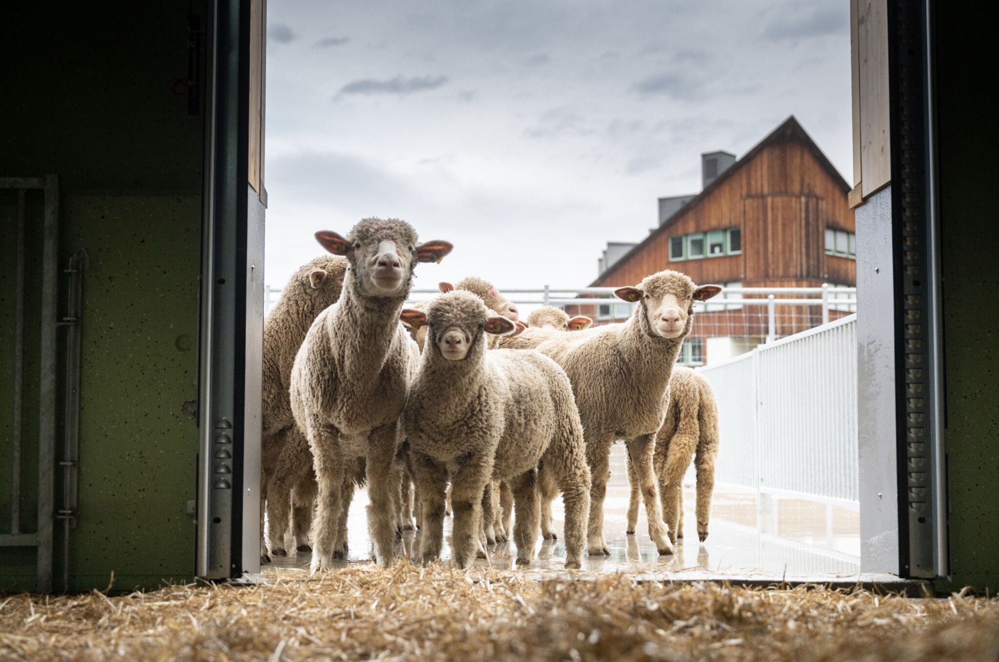 AO Research Institute Davos (ARI) ensures best animal welfare standards ...