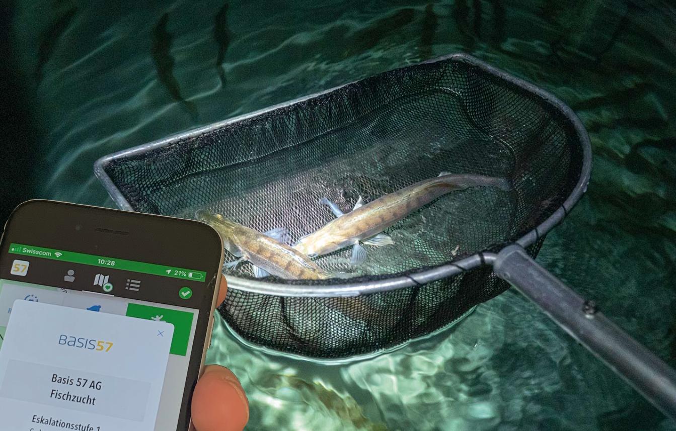 🐟🐟 Basis 57 is managing a generational project - trout farming secured ...