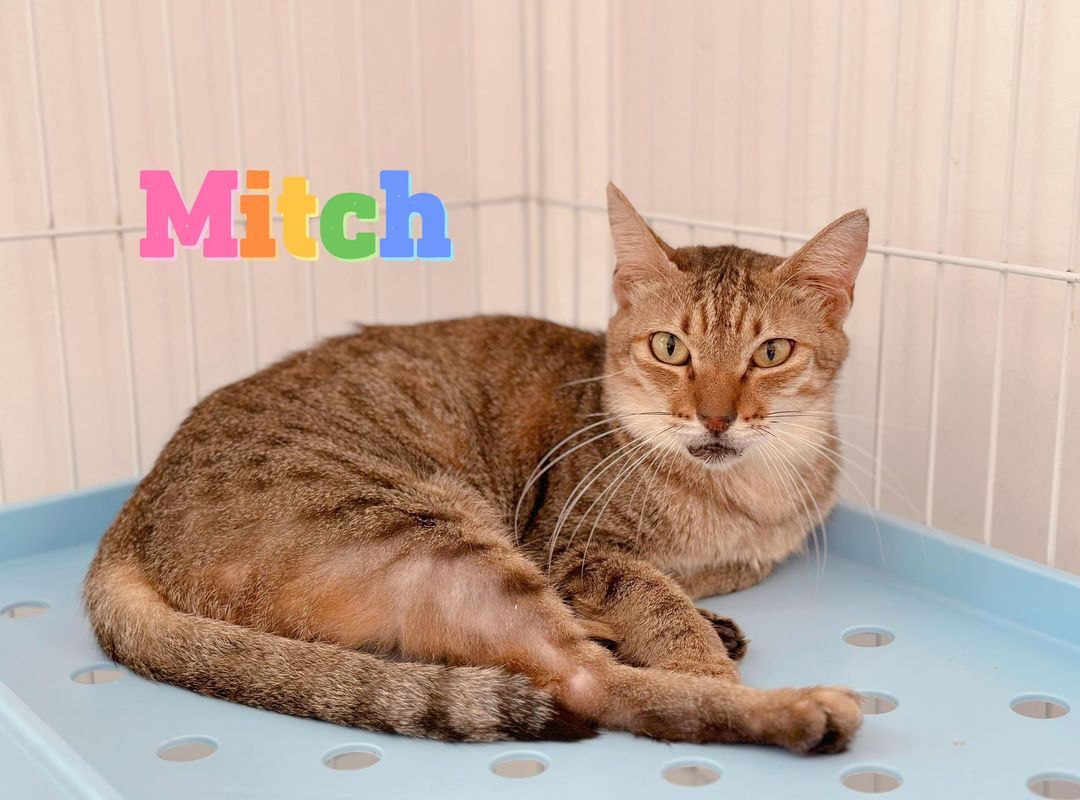 Cats | Meet the Cats