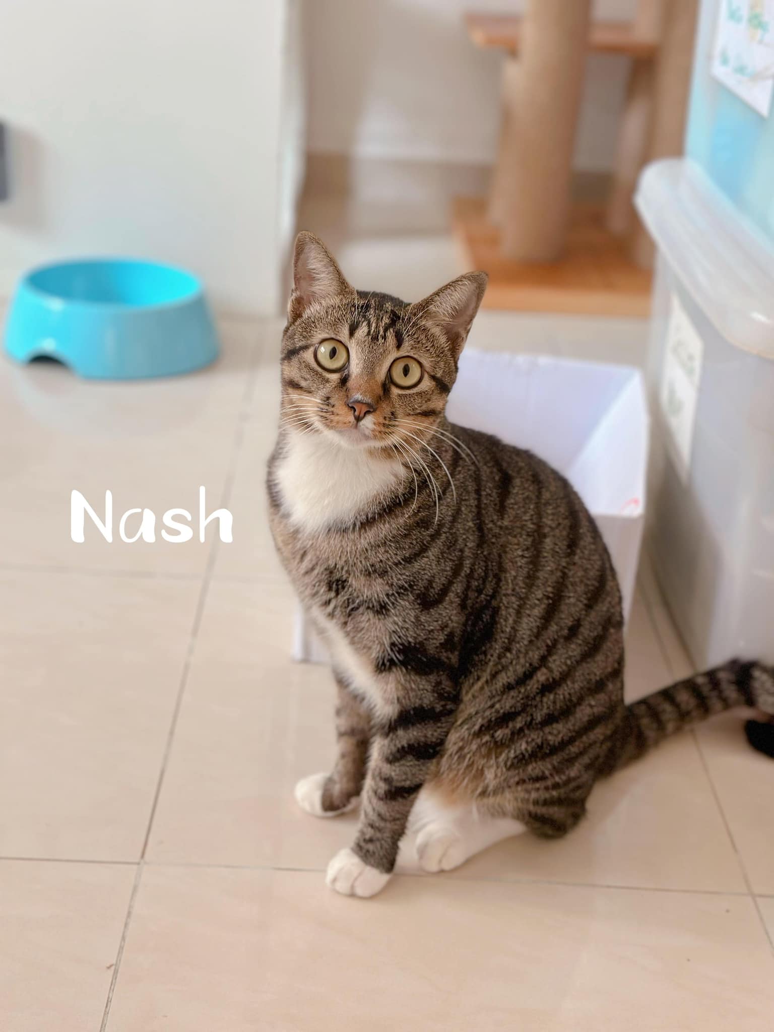 Meet the Cats | Noah, Nash, Norbert, Nadia
